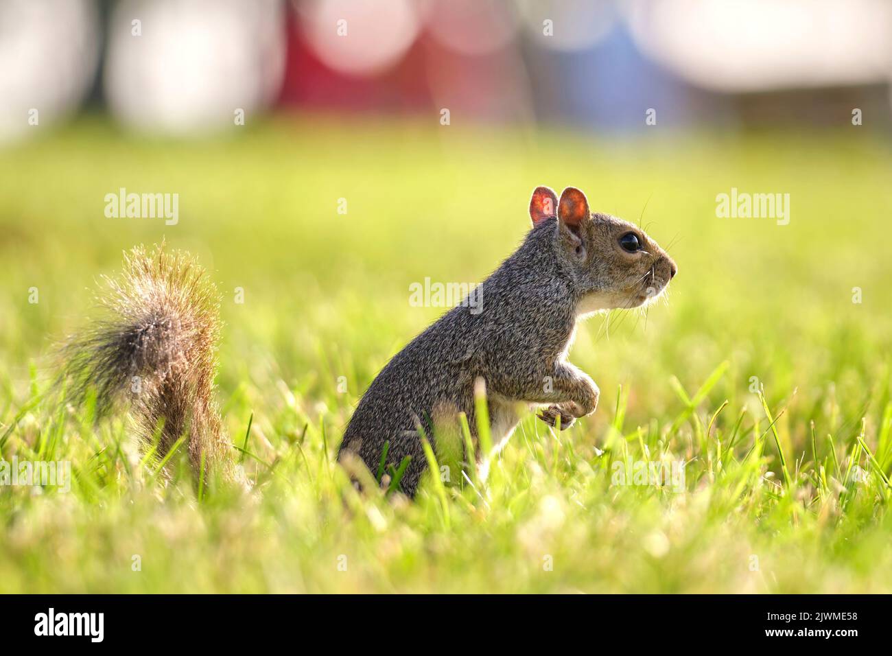 Curious beautiful wild gray squirrel looking up on green grass in ...