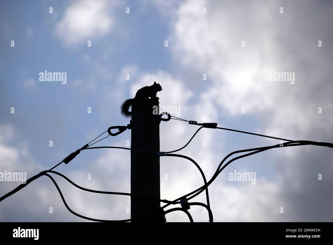 Dark silhouette of squirrel running high along electric or telephone ...
