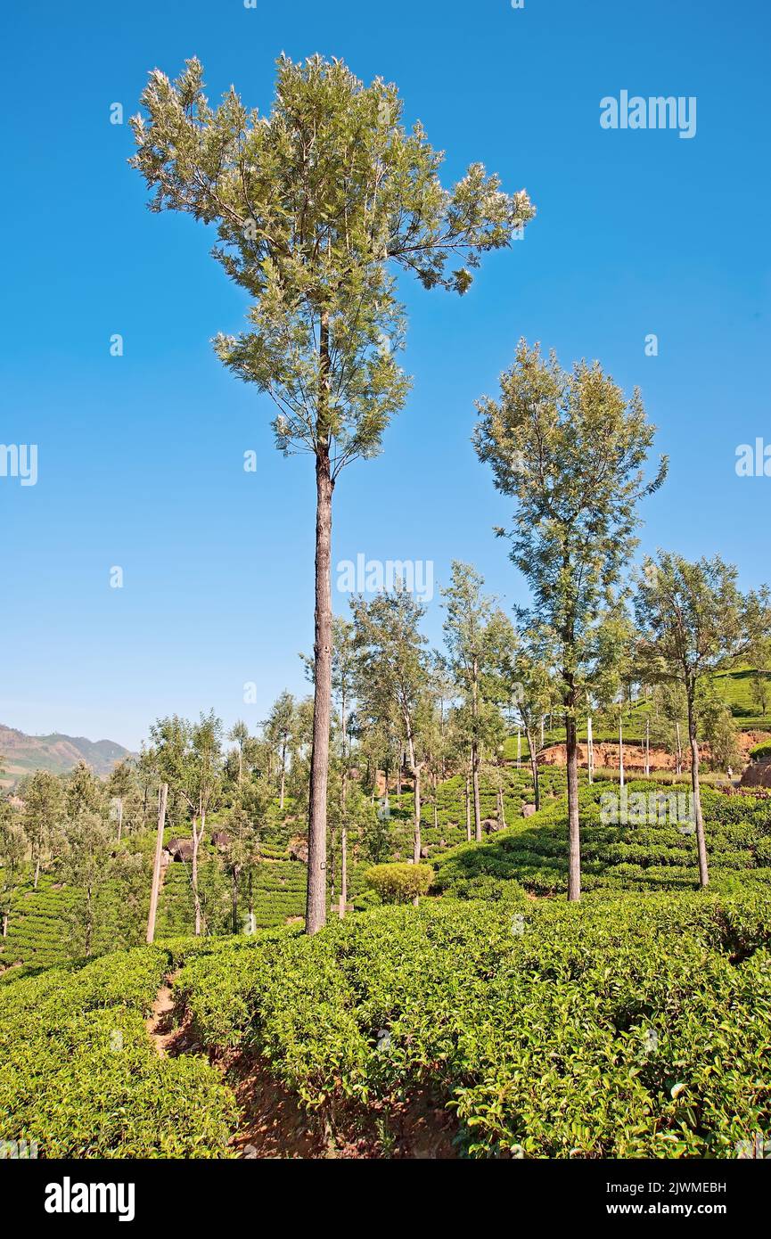The tall trees at the tea plantation in Sri Lanka Stock Photo - Alamy