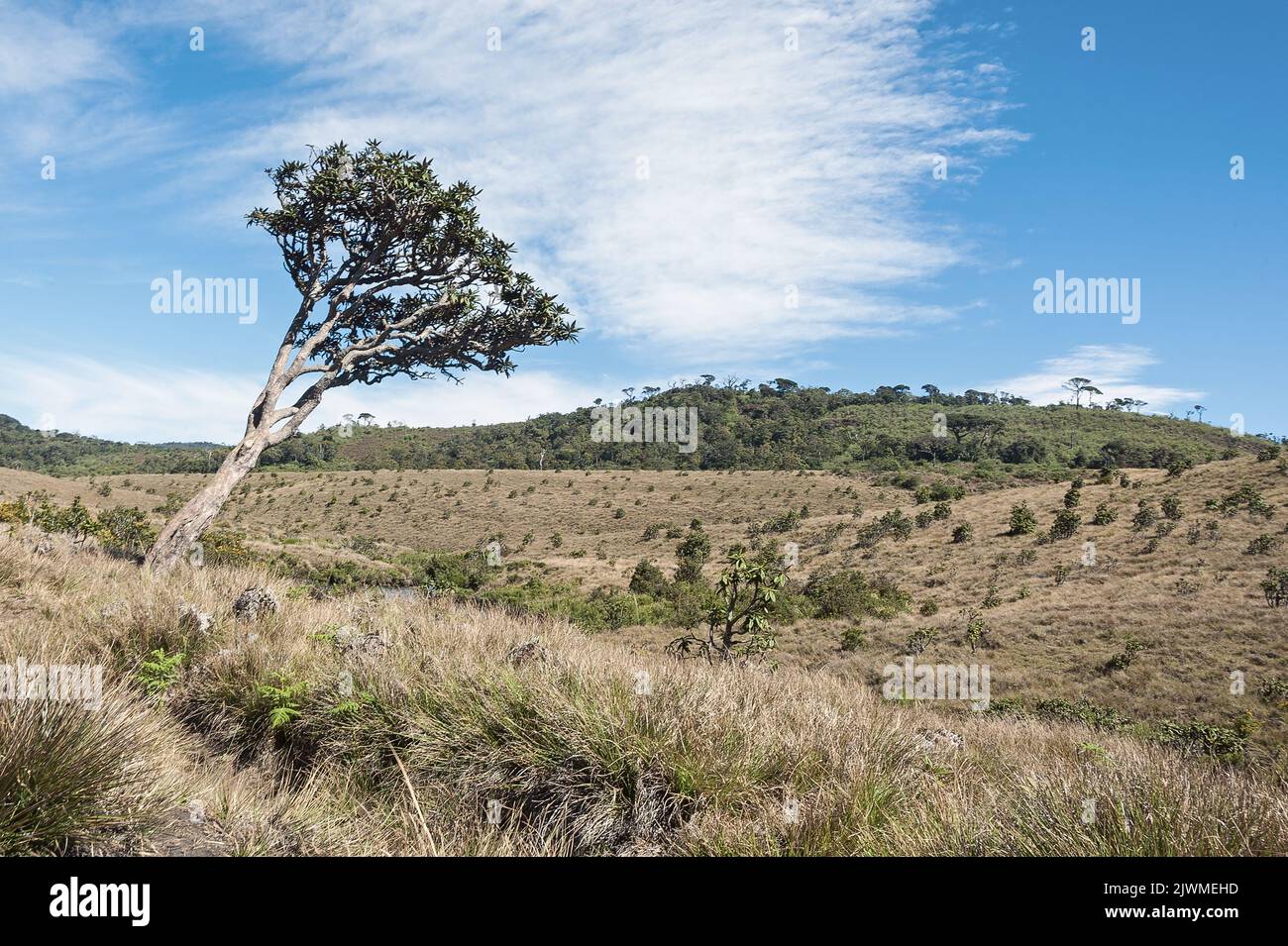 Horton plains in Sri Lanka Stock Photo - Alamy