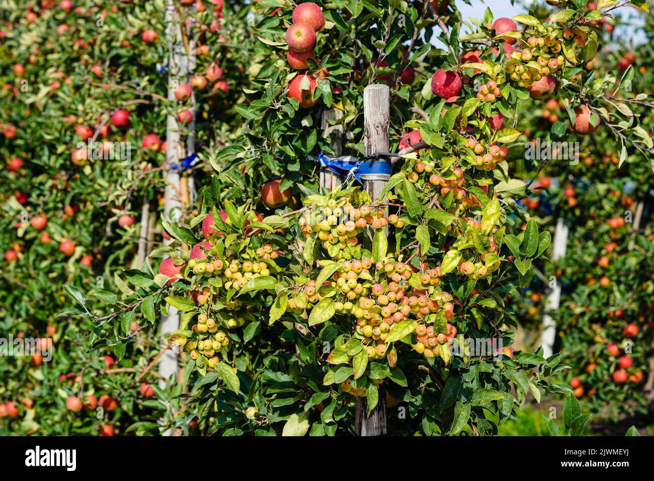 red sentinal crab apple malus sylvestris in the old Country next to ...