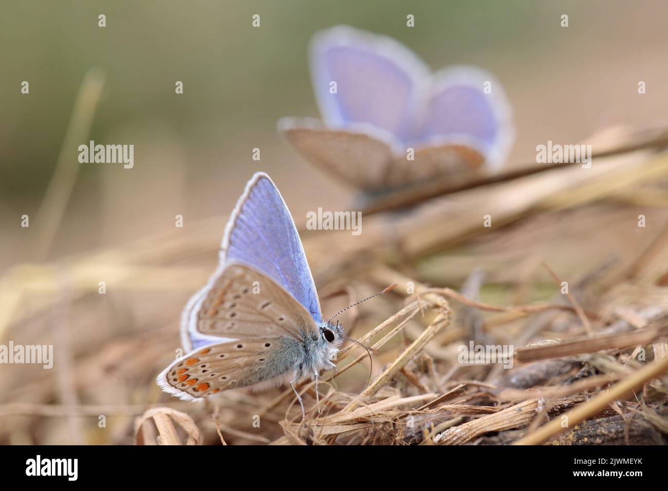 Male common blue butterfly (Polyommatus icarus Stock Photo - Alamy