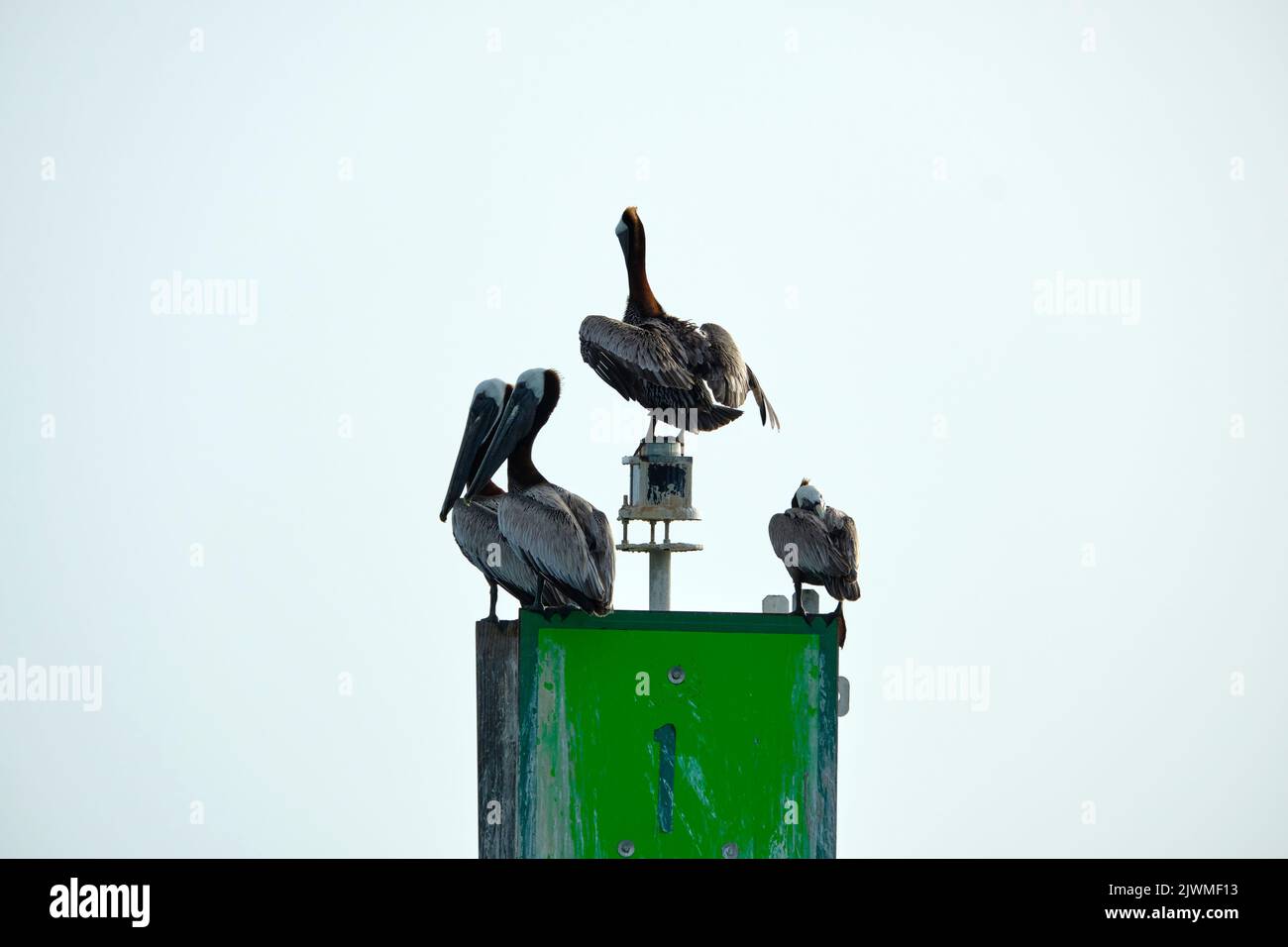 Sea bird pelican sitting on top of metal pipe with signs far from shore ...