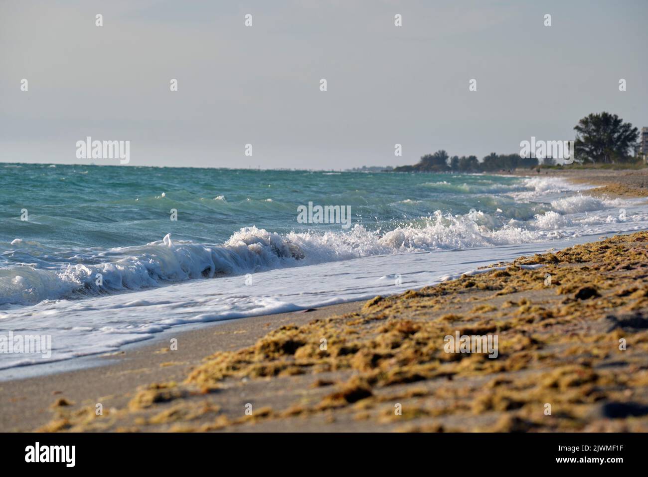Seaside sand beach with foamy waves crushing on shore Stock Photo - Alamy