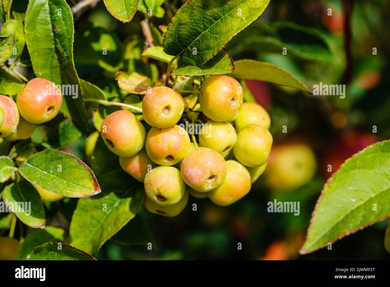 red sentinal crab apple malus sylvestris in the old Country next to ...