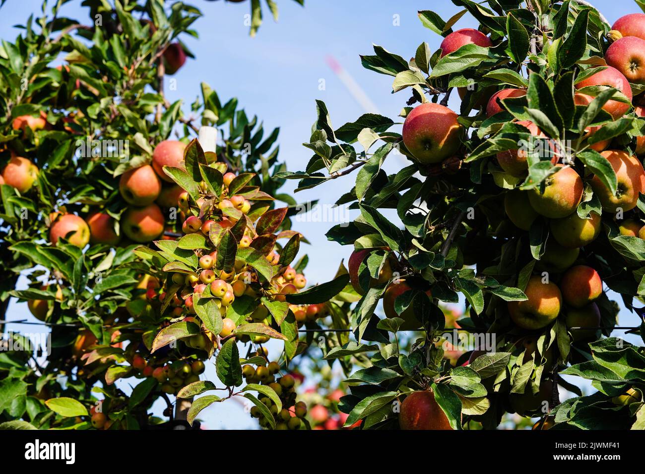 red sentinal crab apple malus sylvestris in the old Country next to ...