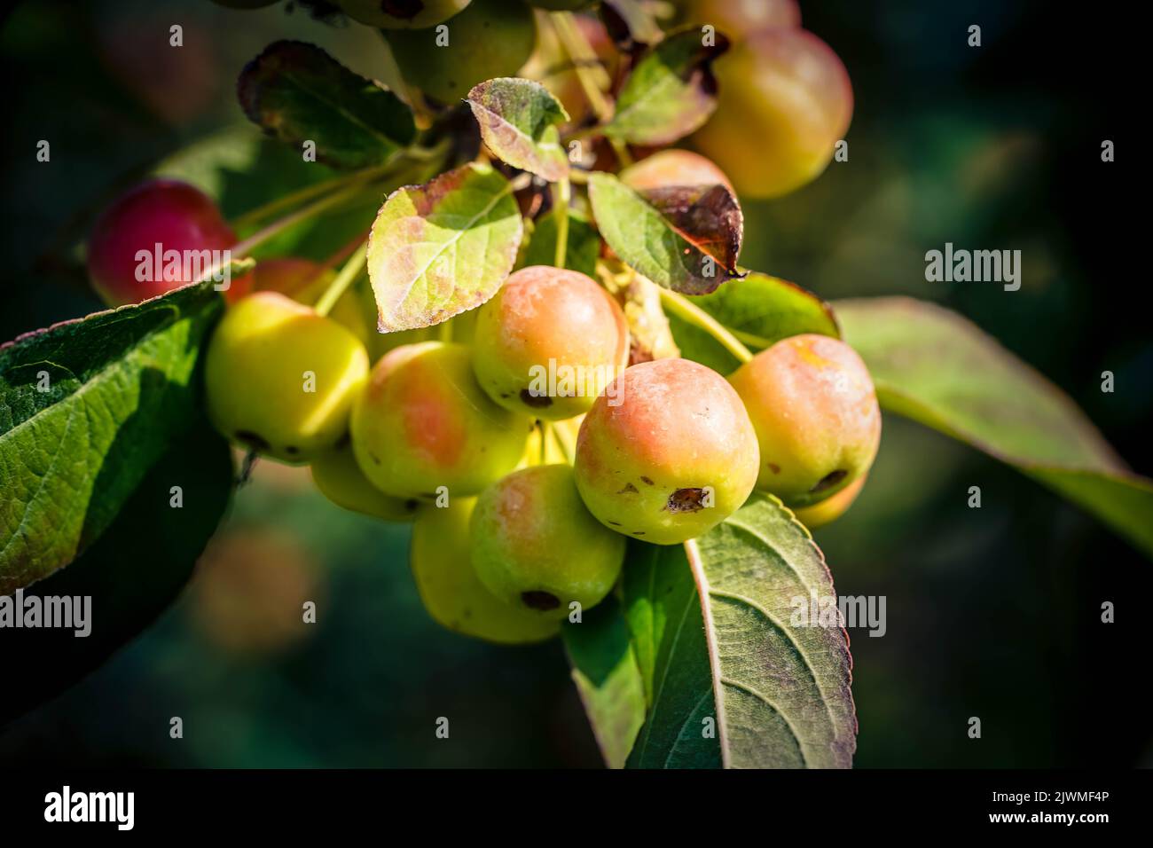 red sentinal crab apple malus sylvestris in the old Country next to ...