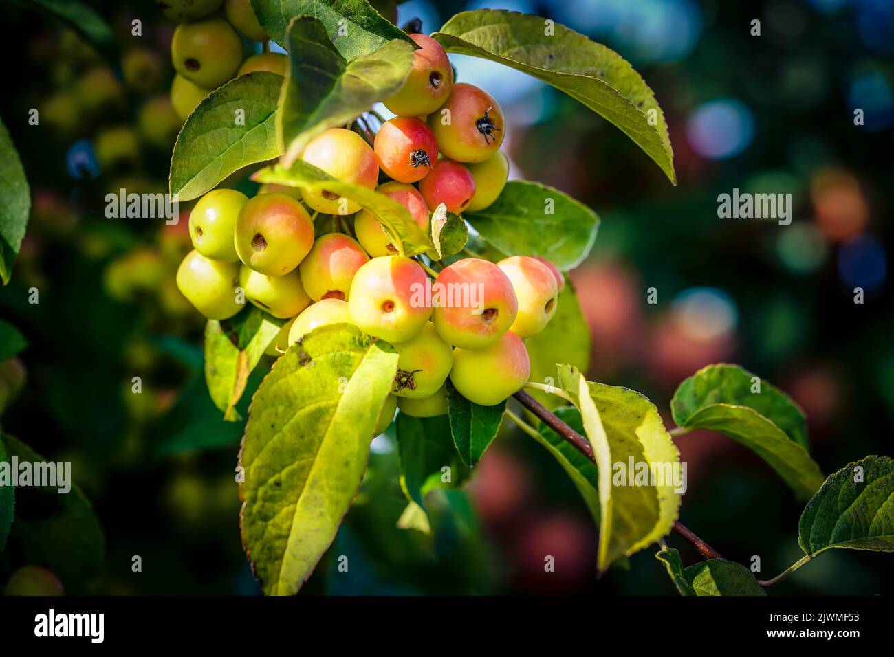 red sentinal crab apple malus sylvestris in the old Country next to ...