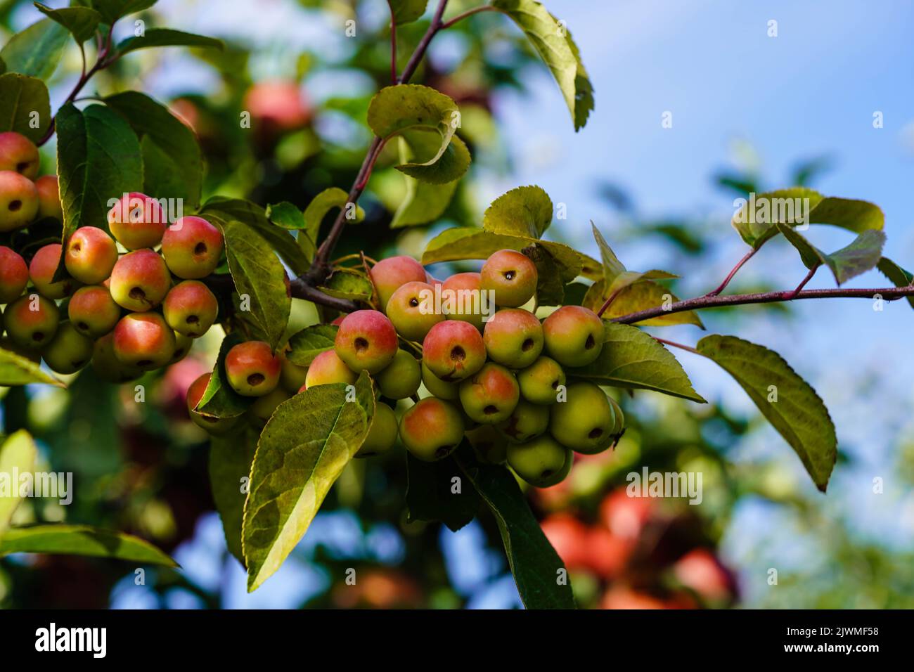 red sentinal crab apple malus sylvestris in the old Country next to ...