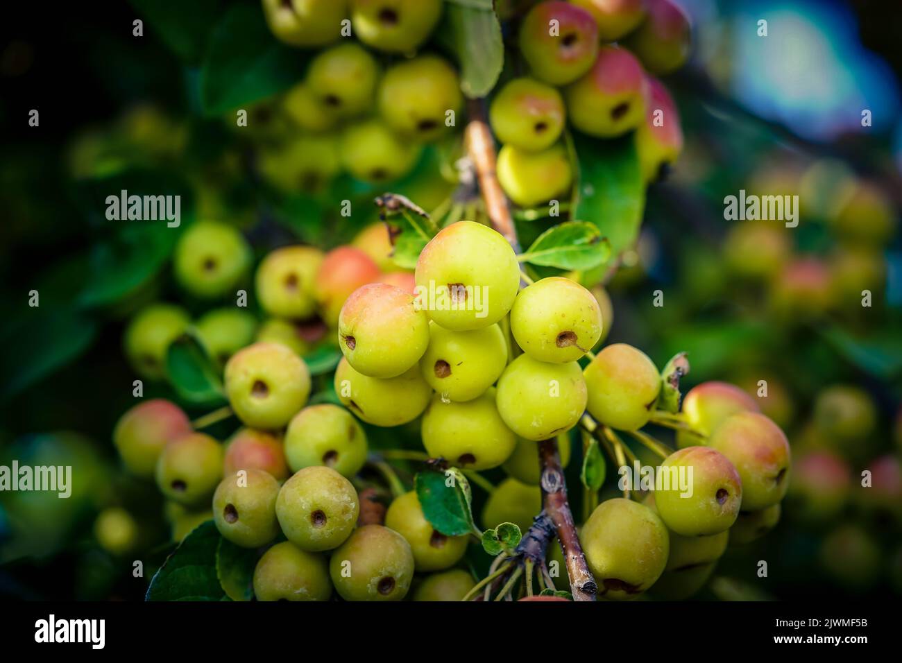 red sentinal crab apple malus sylvestris in the old Country next to ...