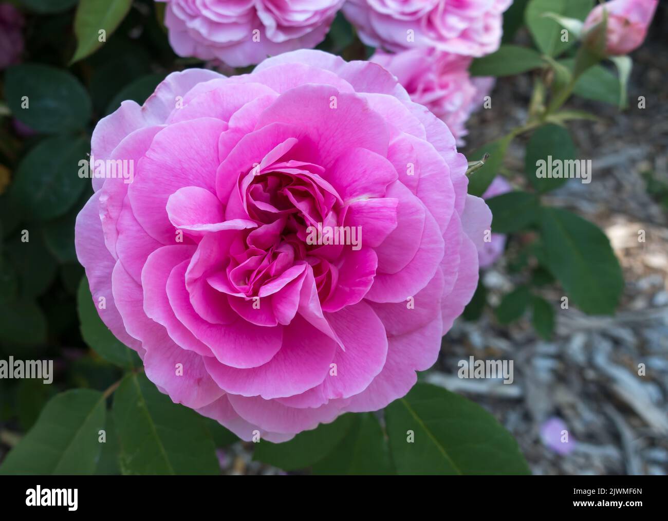 A macro shot of a pink rose at a garden in Seatac, Washington Stock ...