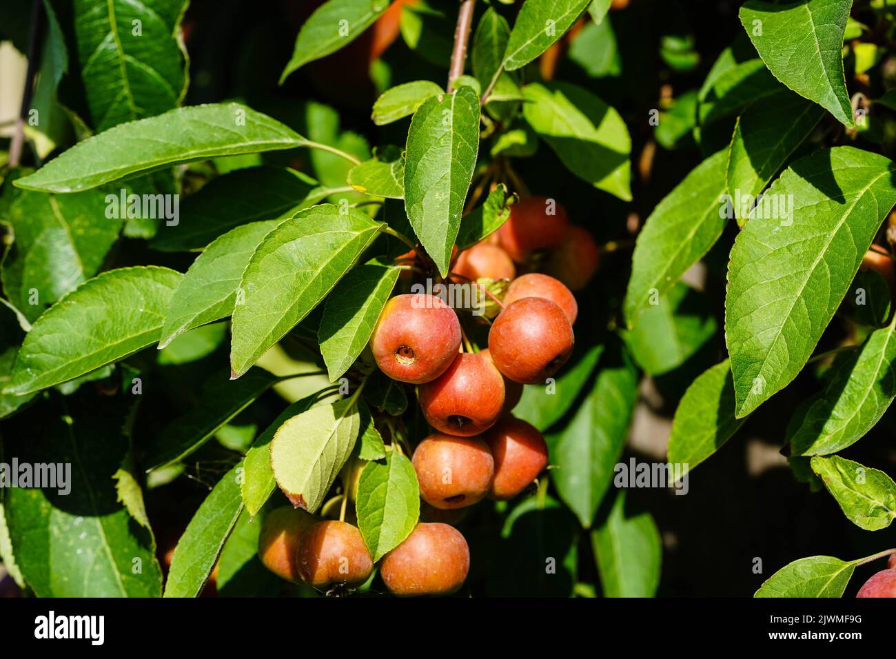 red sentinal crab apple malus sylvestris in the old Country next to ...