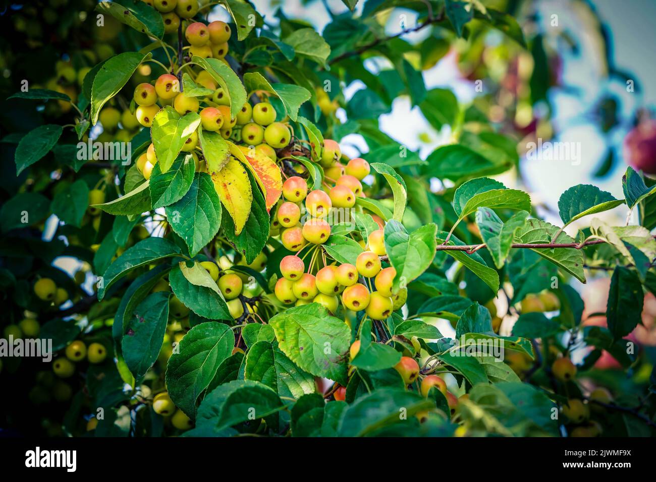 red sentinal crab apple malus sylvestris in the old Country next to ...