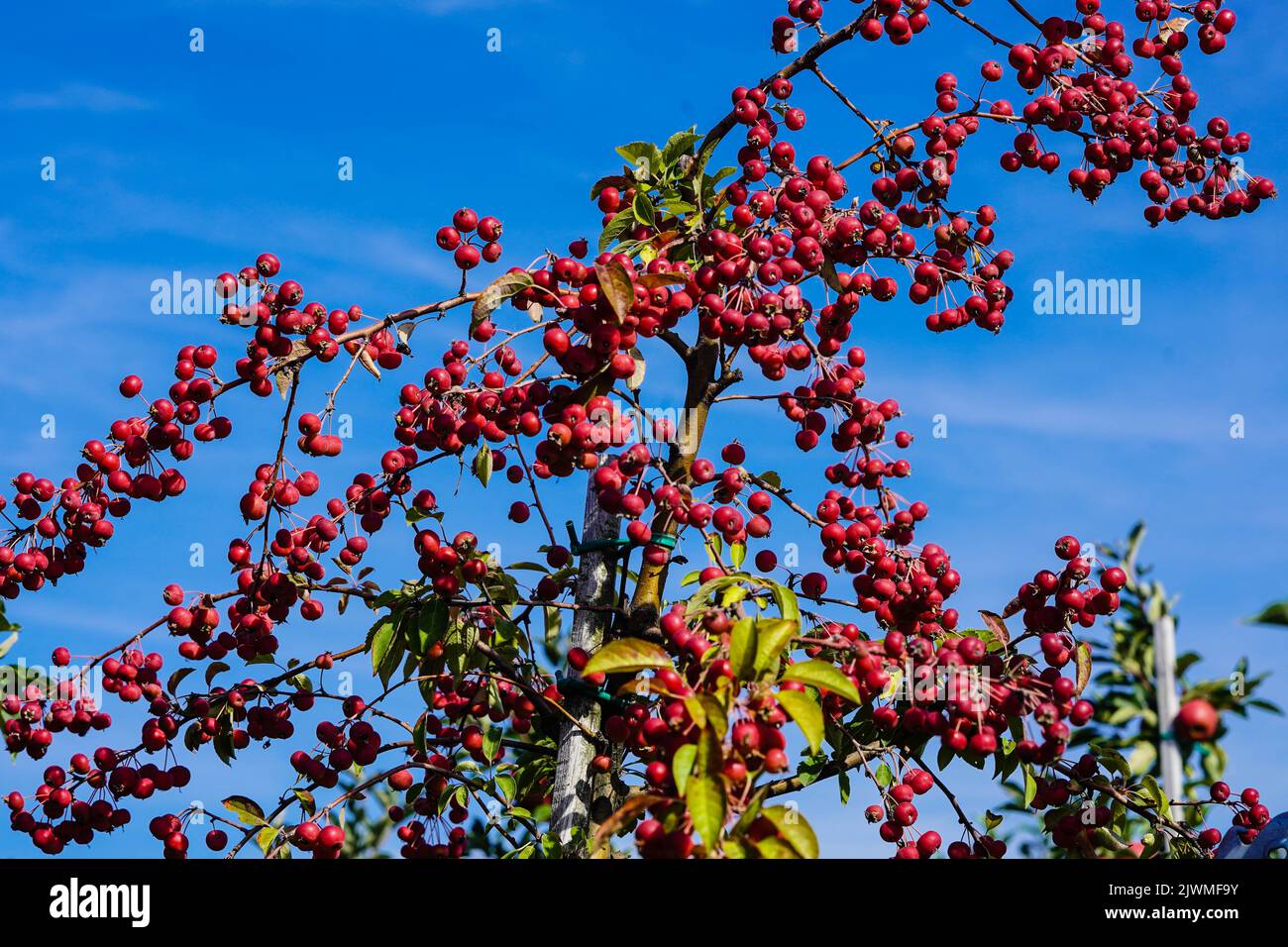 red sentinal crab apple malus sylvestris in the old Country next to ...