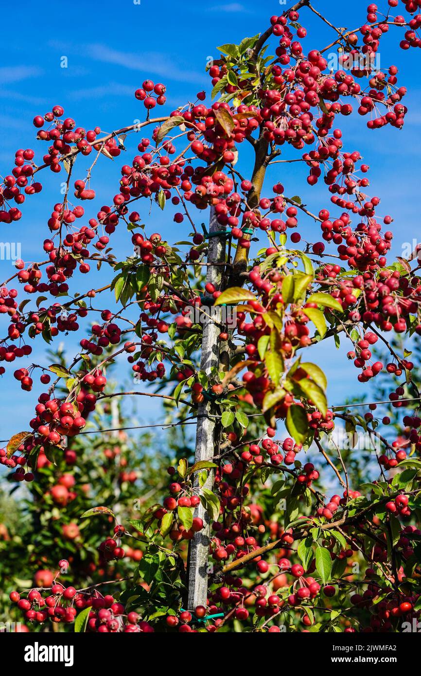 red sentinal crab apple malus sylvestris in the old Country next to ...