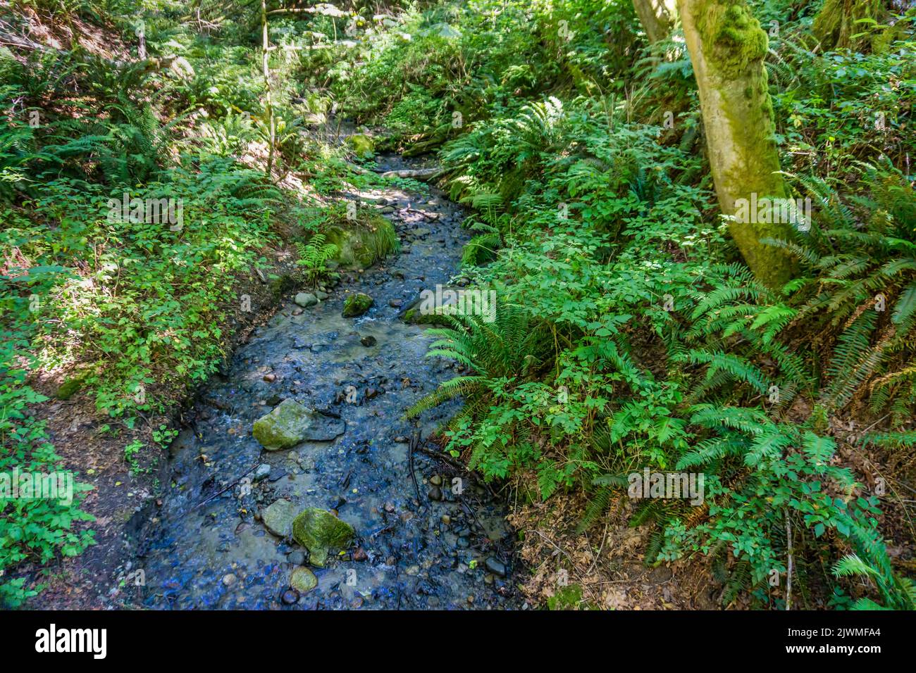 A stream at Dash Point State Park in Washington State Stock Photo - Alamy