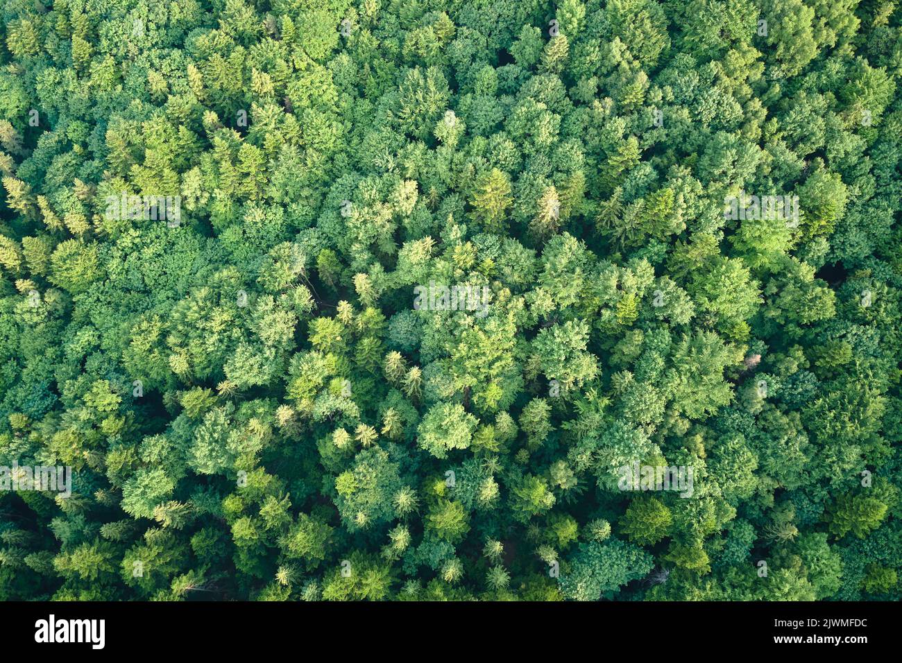 Top down flat aerial view of dark lush forest with green trees canopies ...