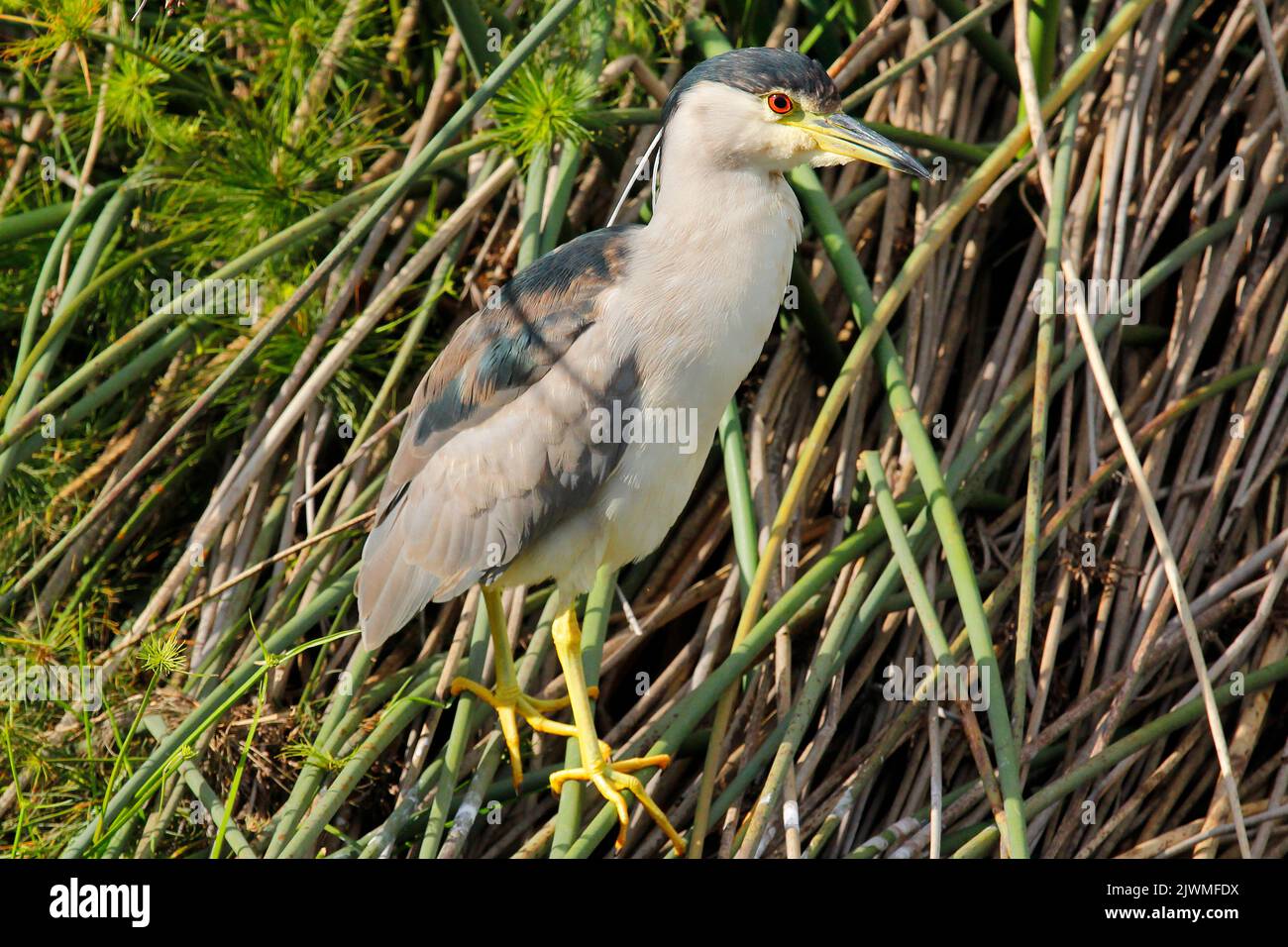 African fresh water hi-res stock photography and images - Alamy