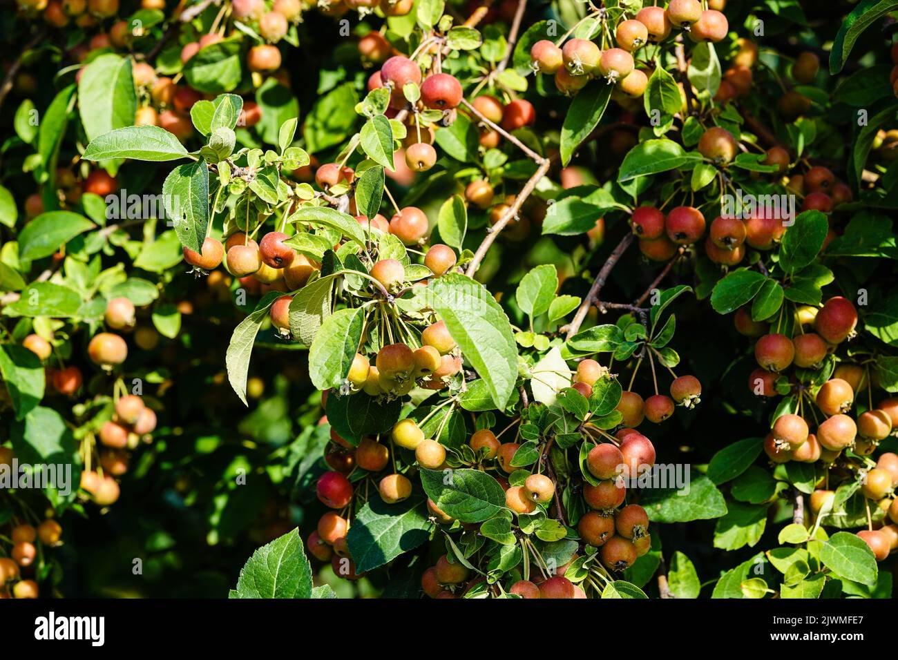 red sentinal crab apple malus sylvestris in the old Country next to ...