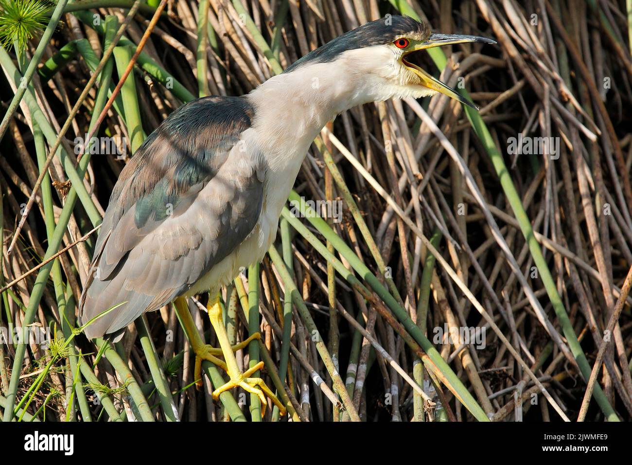 African fresh water hi-res stock photography and images - Alamy
