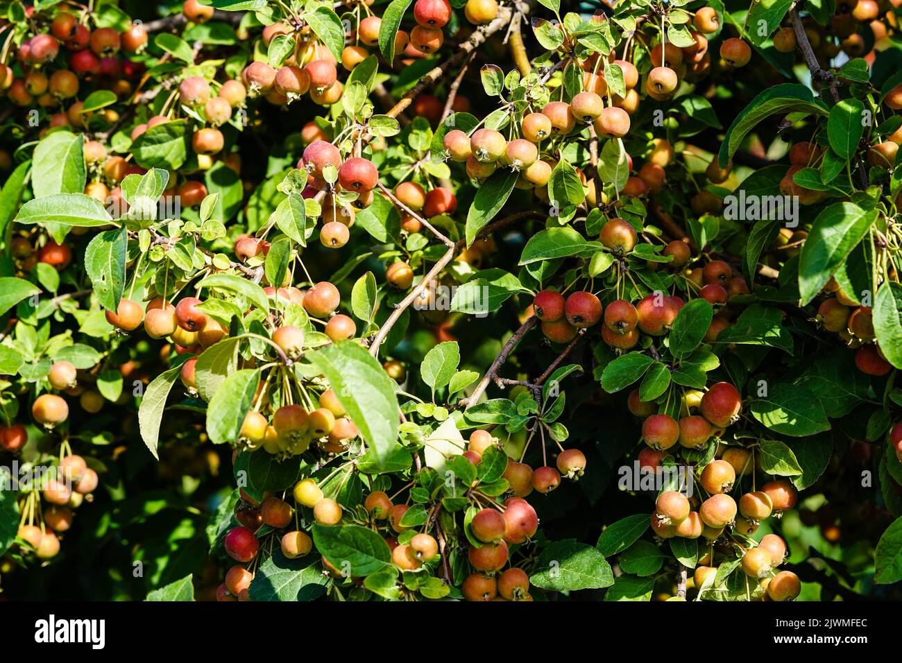 red sentinal crab apple malus sylvestris in the old Country next to ...