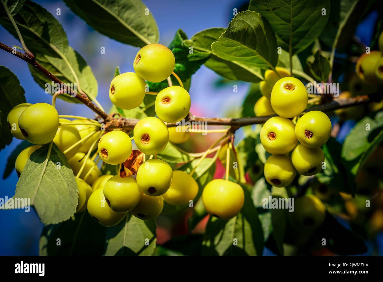 red sentinal crab apple malus sylvestris in the old Country next to ...