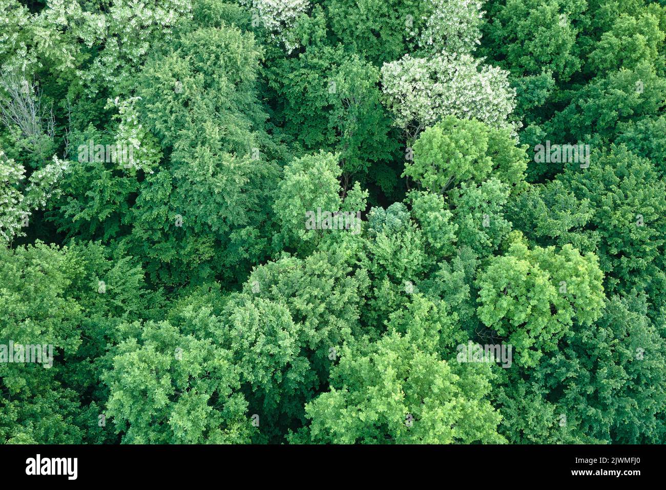 Top down flat aerial view of dark lush forest with green trees canopies ...