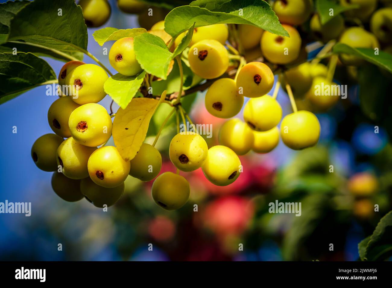 red sentinal crab apple malus sylvestris in the old Country next to ...