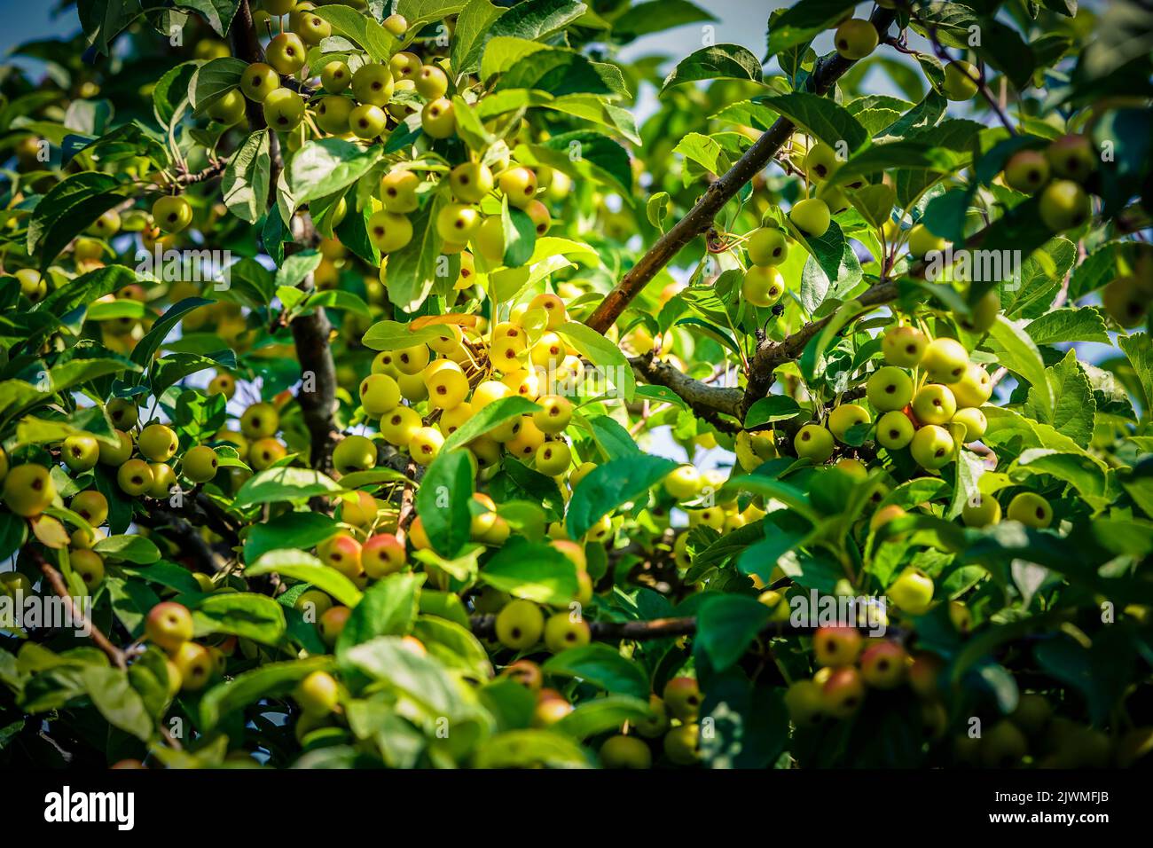 red sentinal crab apple malus sylvestris in the old Country next to ...
