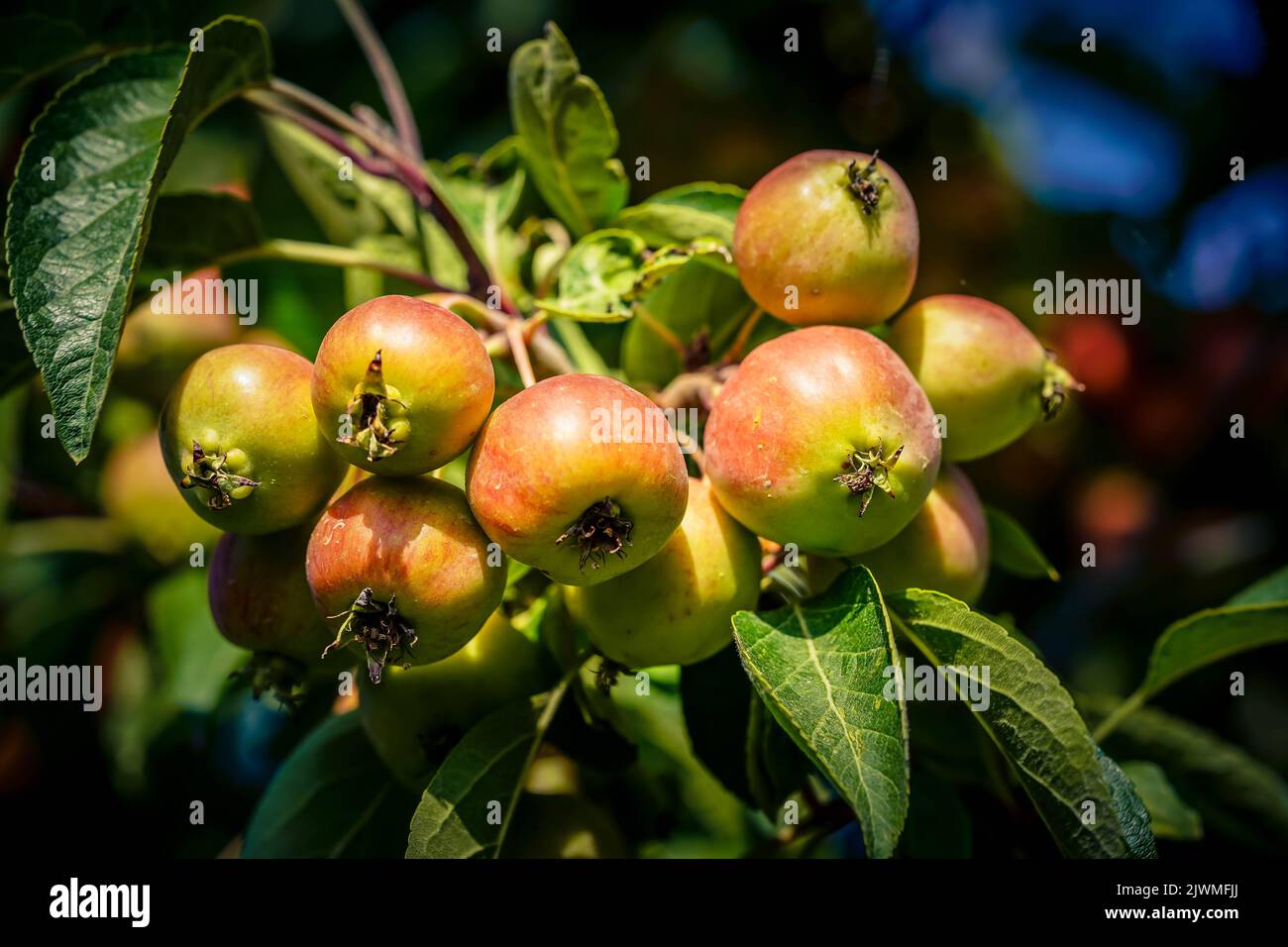 red sentinal crab apple malus sylvestris in the old Country next to ...