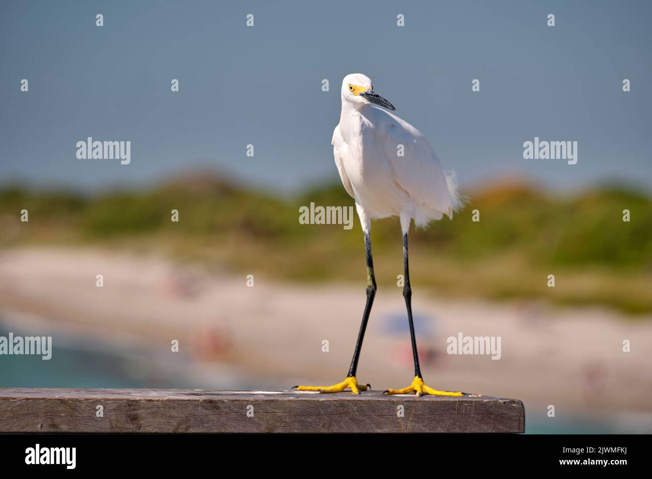 White heron wild sea bird, also known as great egret on seaside in ...