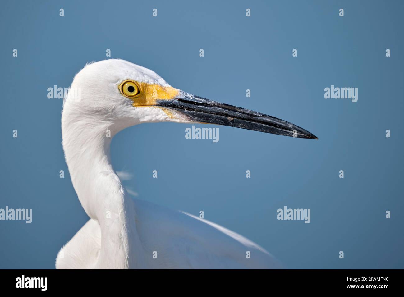 White heron wild sea bird, also known as great egret on seaside in ...