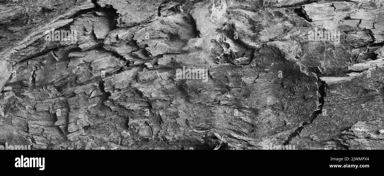 Pine tree stump bark close-up background Stock Photo - Alamy