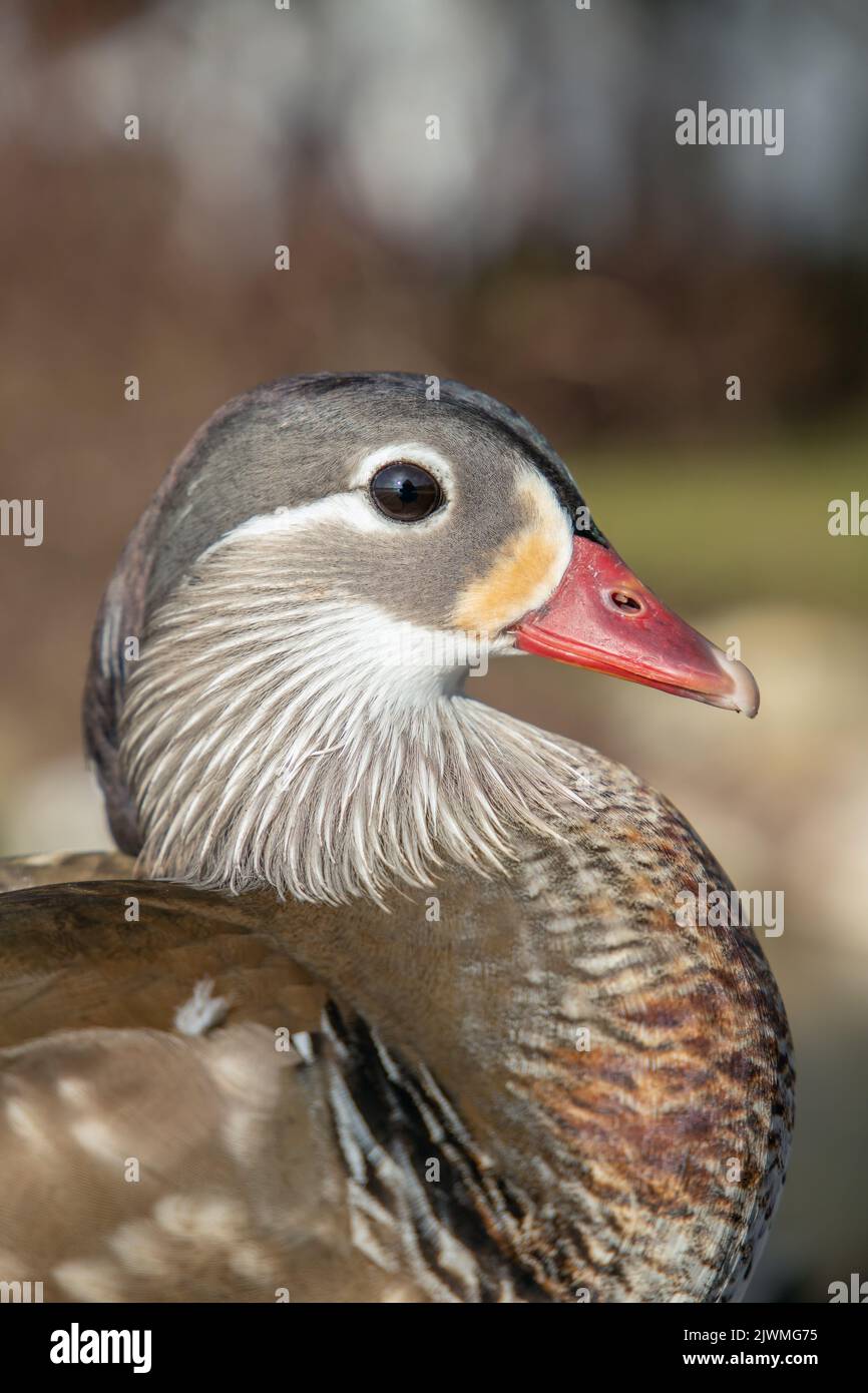 Female mandarin duck (Aix galericulata Stock Photo - Alamy