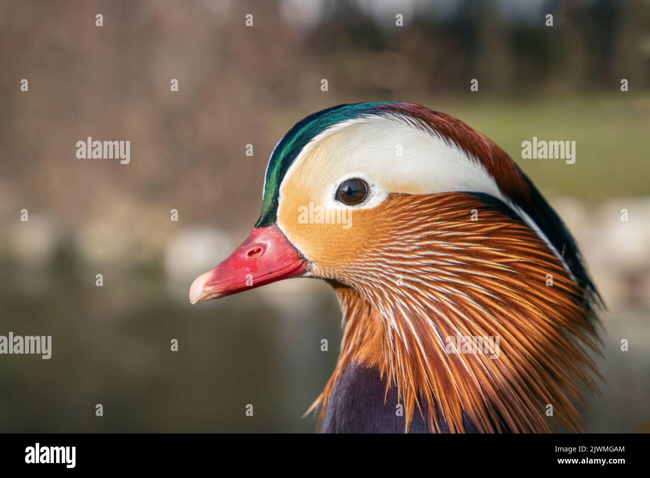 Male mandarin duck (Aix galericulata Stock Photo - Alamy
