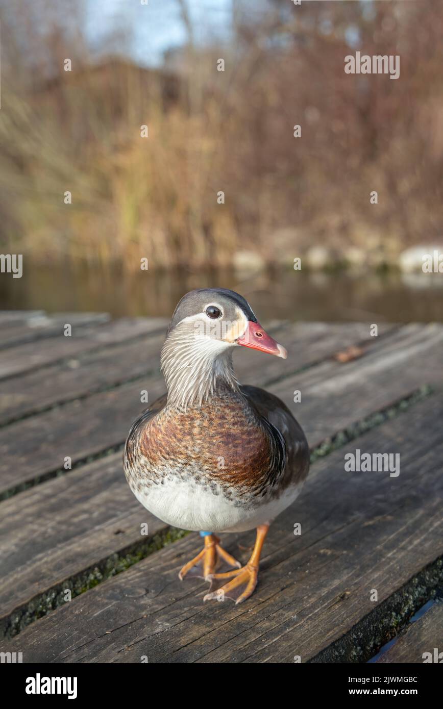 Female mandarin duck (Aix galericulata Stock Photo - Alamy