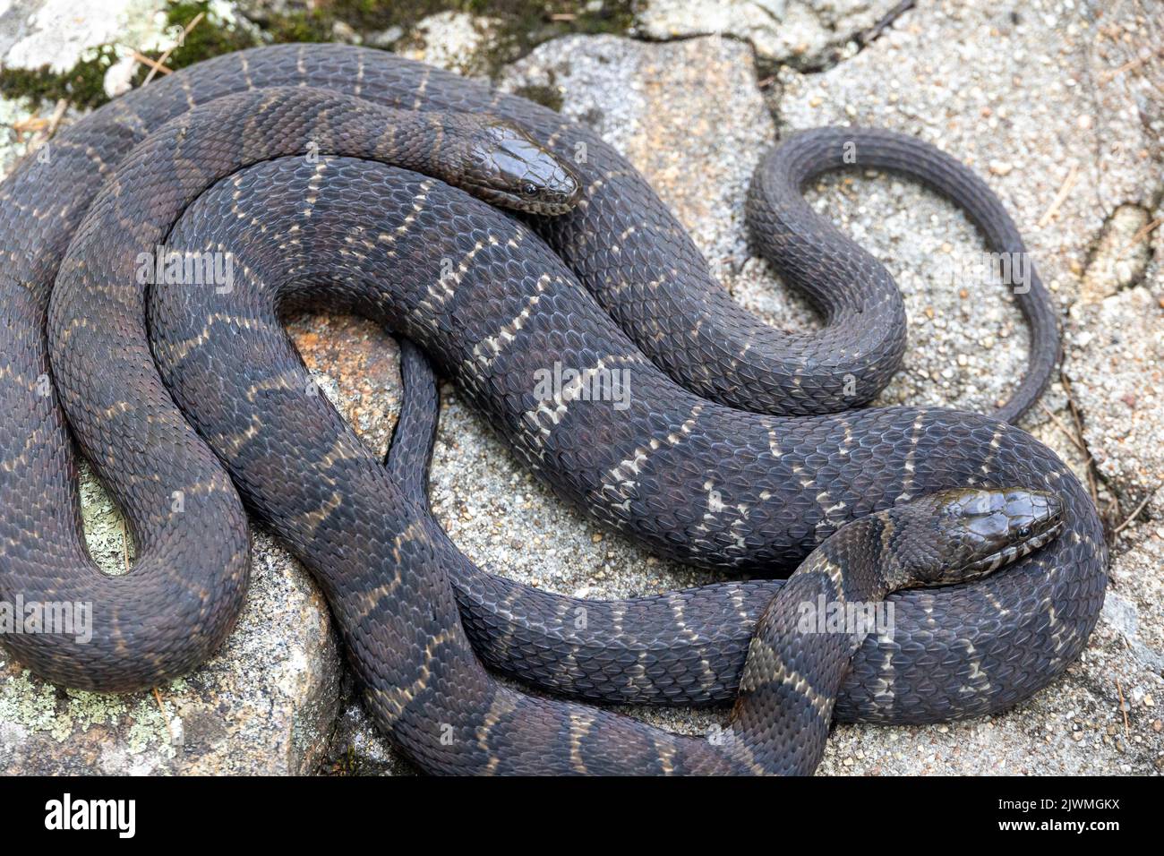 Closeup of Two Northern Watersnakes (Nerodia sipedon) Coiled Tog Stock ...
