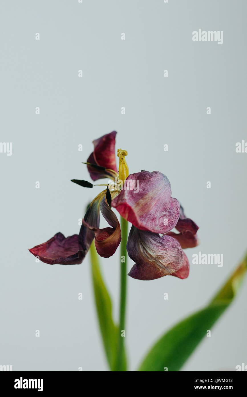 Wilted and Decaying Tulip Flower Stems Against a White Background Stock ...
