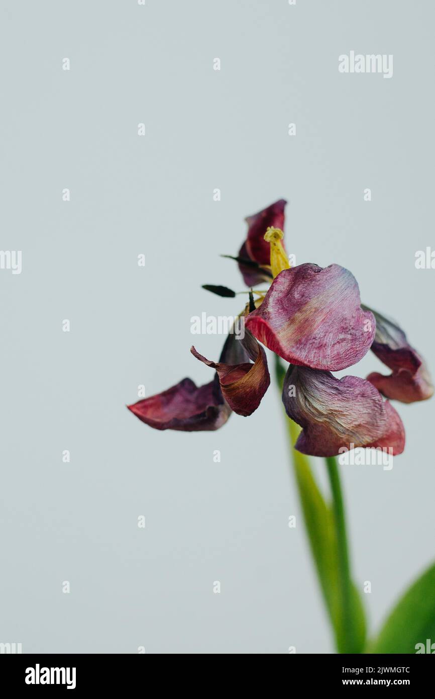 Wilted and Decaying Tulip Flower Stems Against a White Background Stock ...