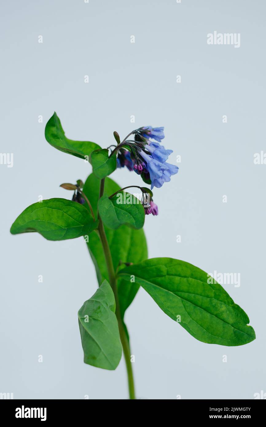Virginia Bluebell Wildflower Stems against a White Background Stock ...