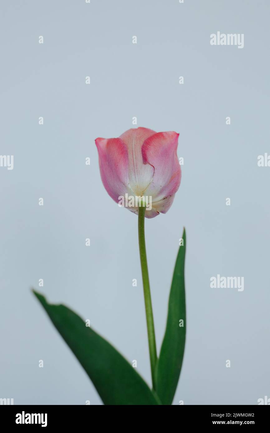 A Single Tulip Flower Stem Against a White Background Stock Photo - Alamy