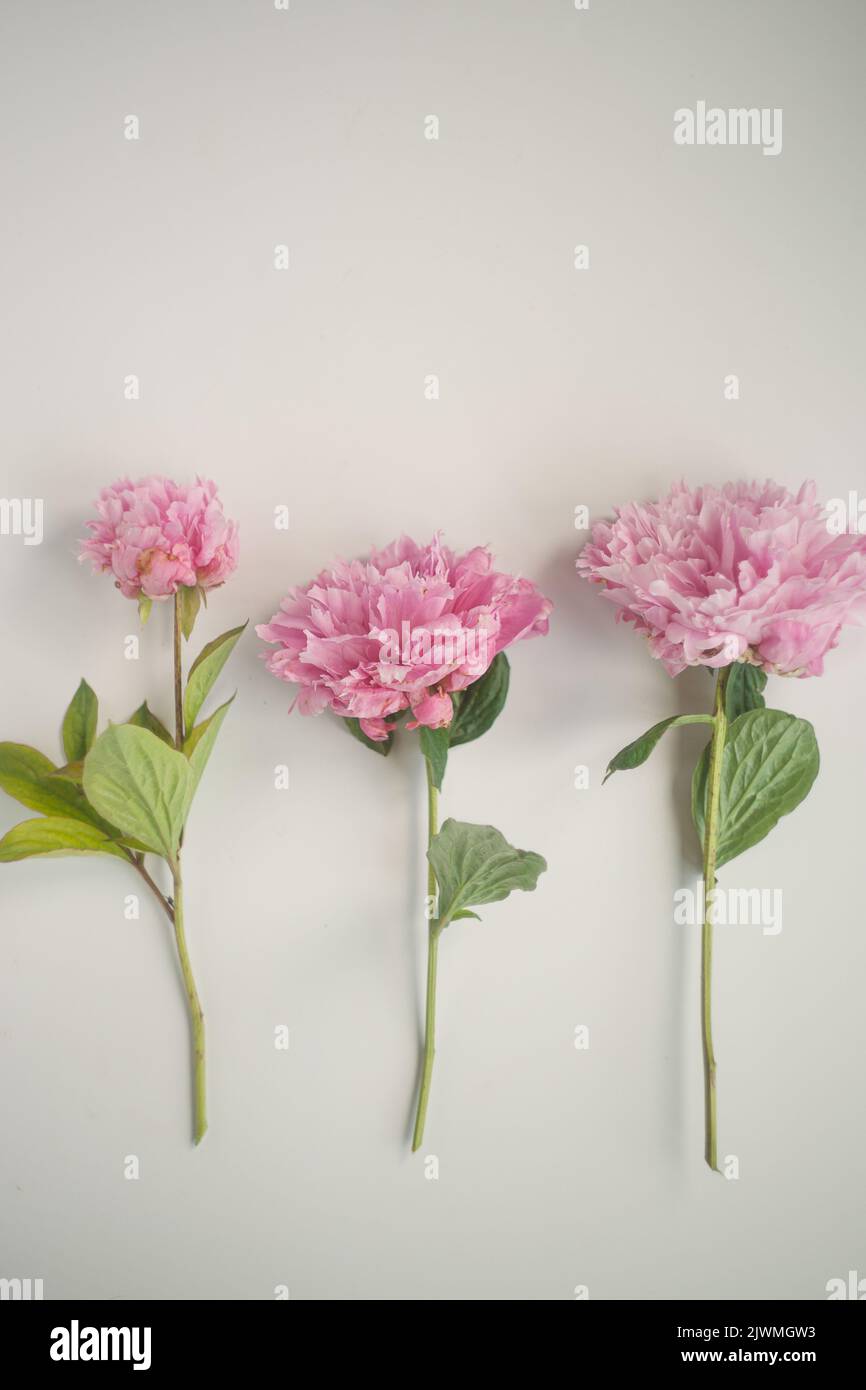 Multiple Pink Peony Flower Stems Against a White Background Stock Photo ...