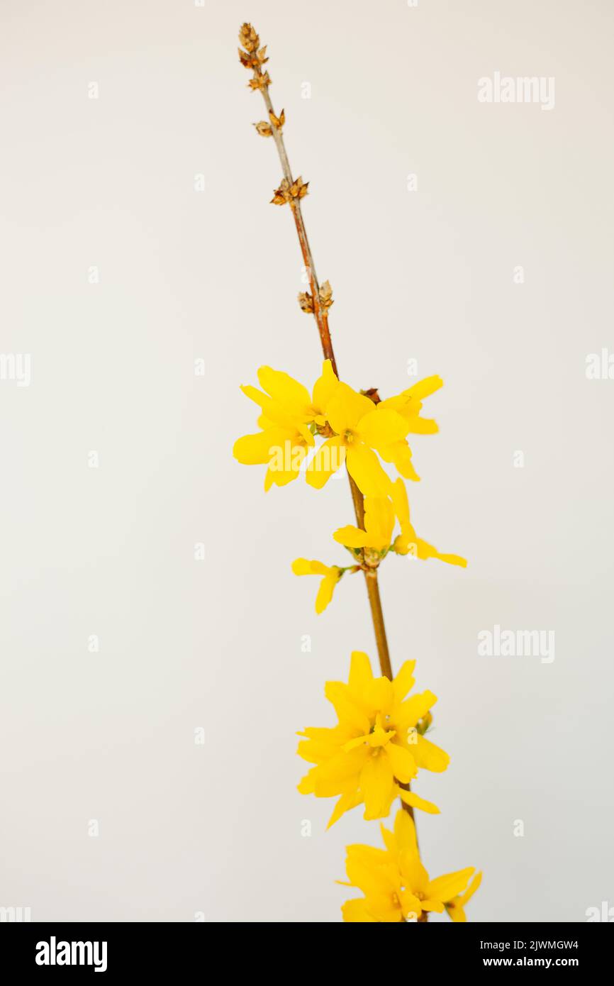 Still Life of Forsythia Flower Stems on a White Background Stock Photo ...