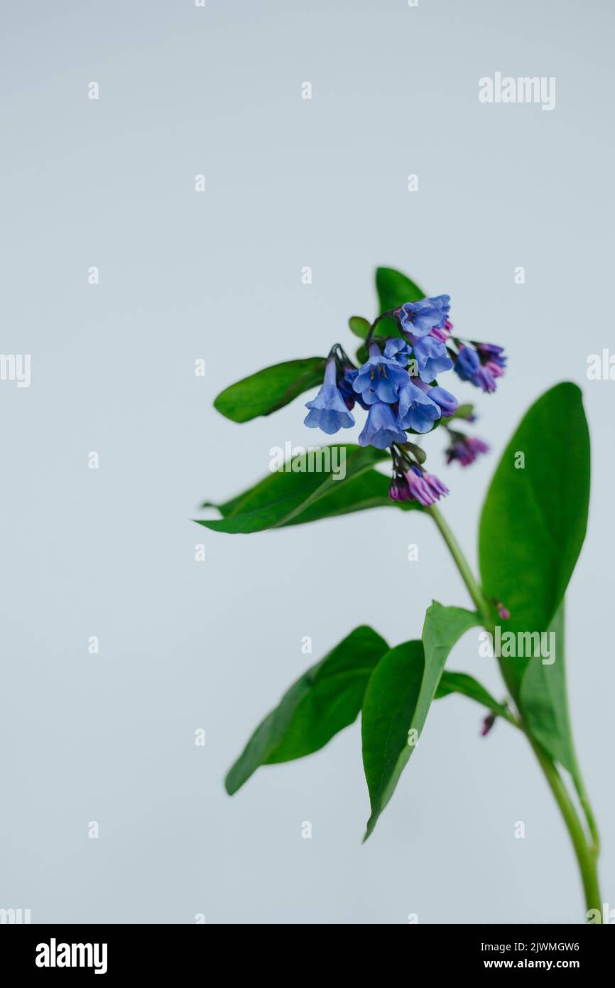 Virginia Bluebell Wildflower Stems against a White Background Stock ...
