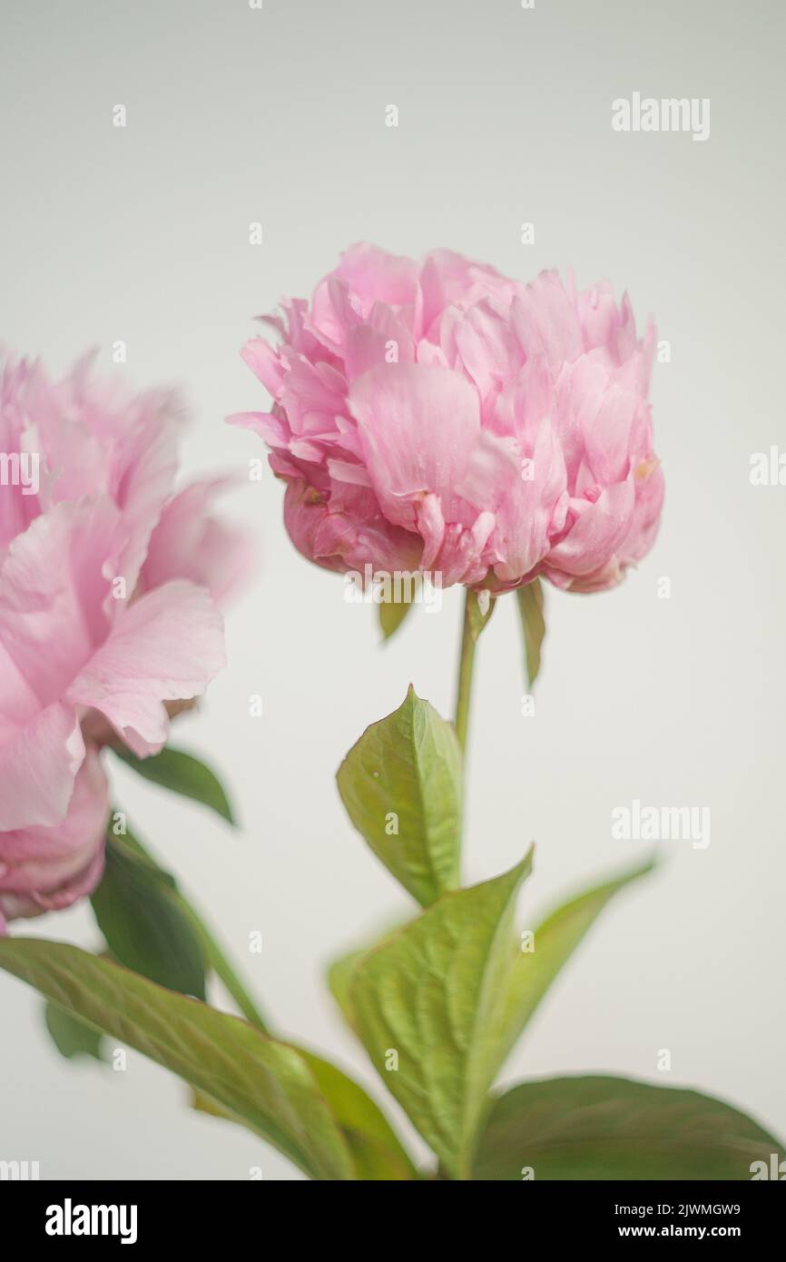 Multiple Pink Peony Flower Stems Against a White Background Stock Photo ...