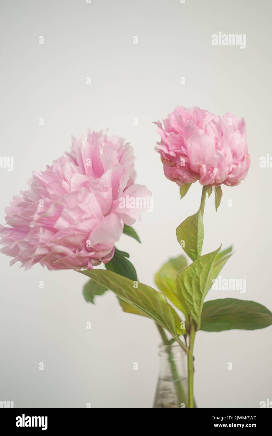 Multiple Pink Peony Flower Stems Against a White Background Stock Photo ...