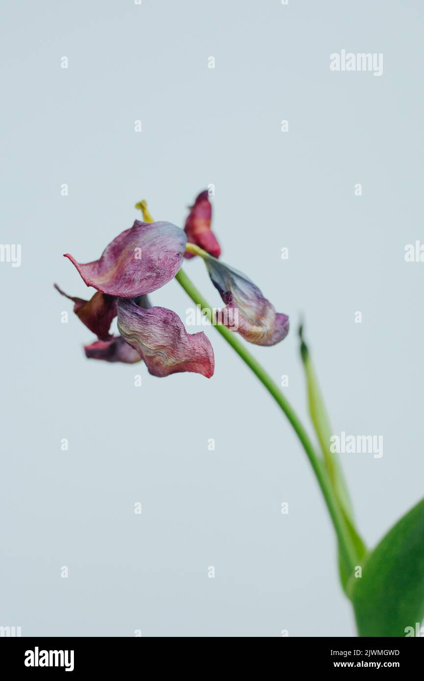 Wilted and Decaying Tulip Flower Stems Against a White Background Stock ...