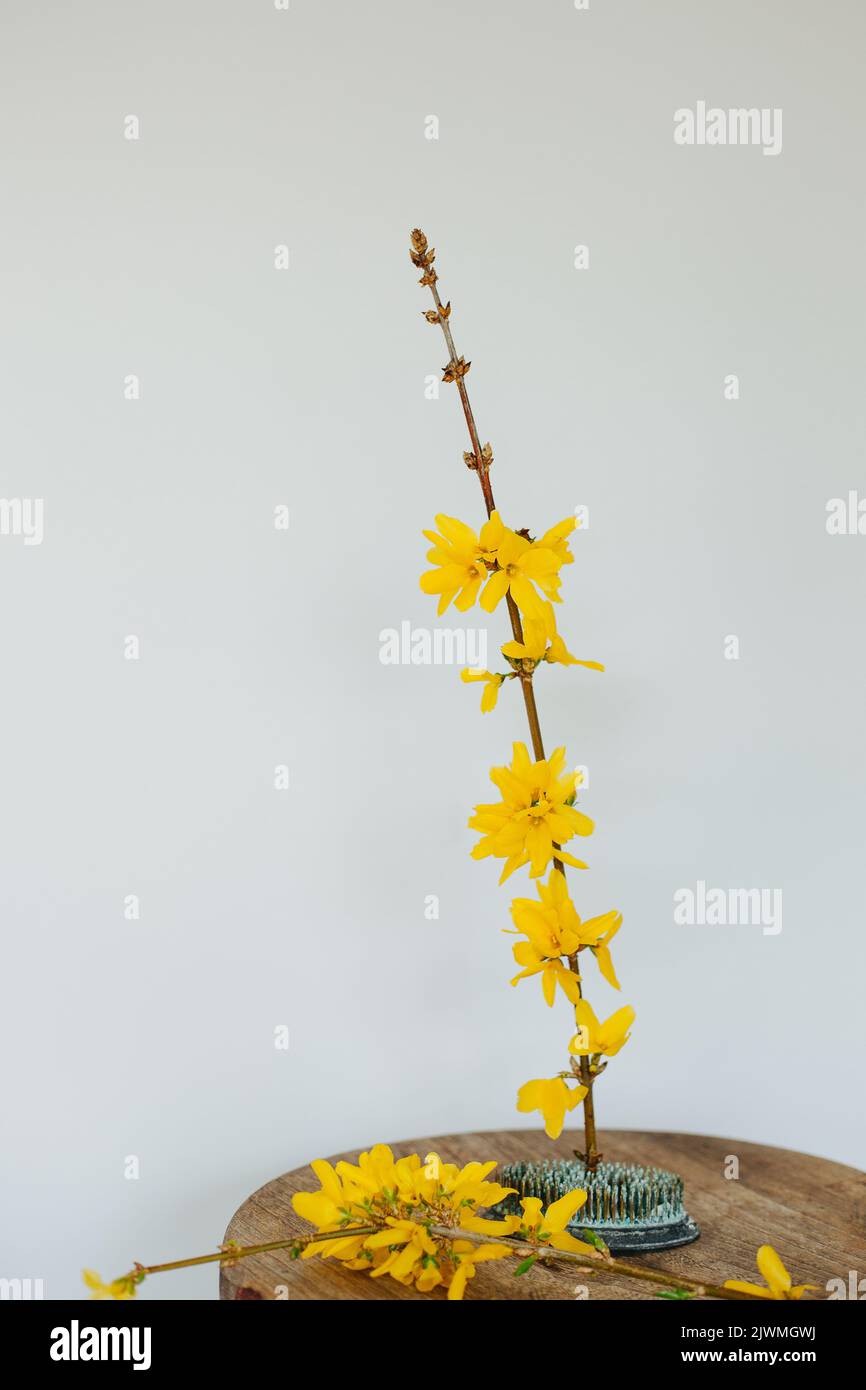 Still Life of Forsythia Flower Stems on a White Background Stock Photo ...