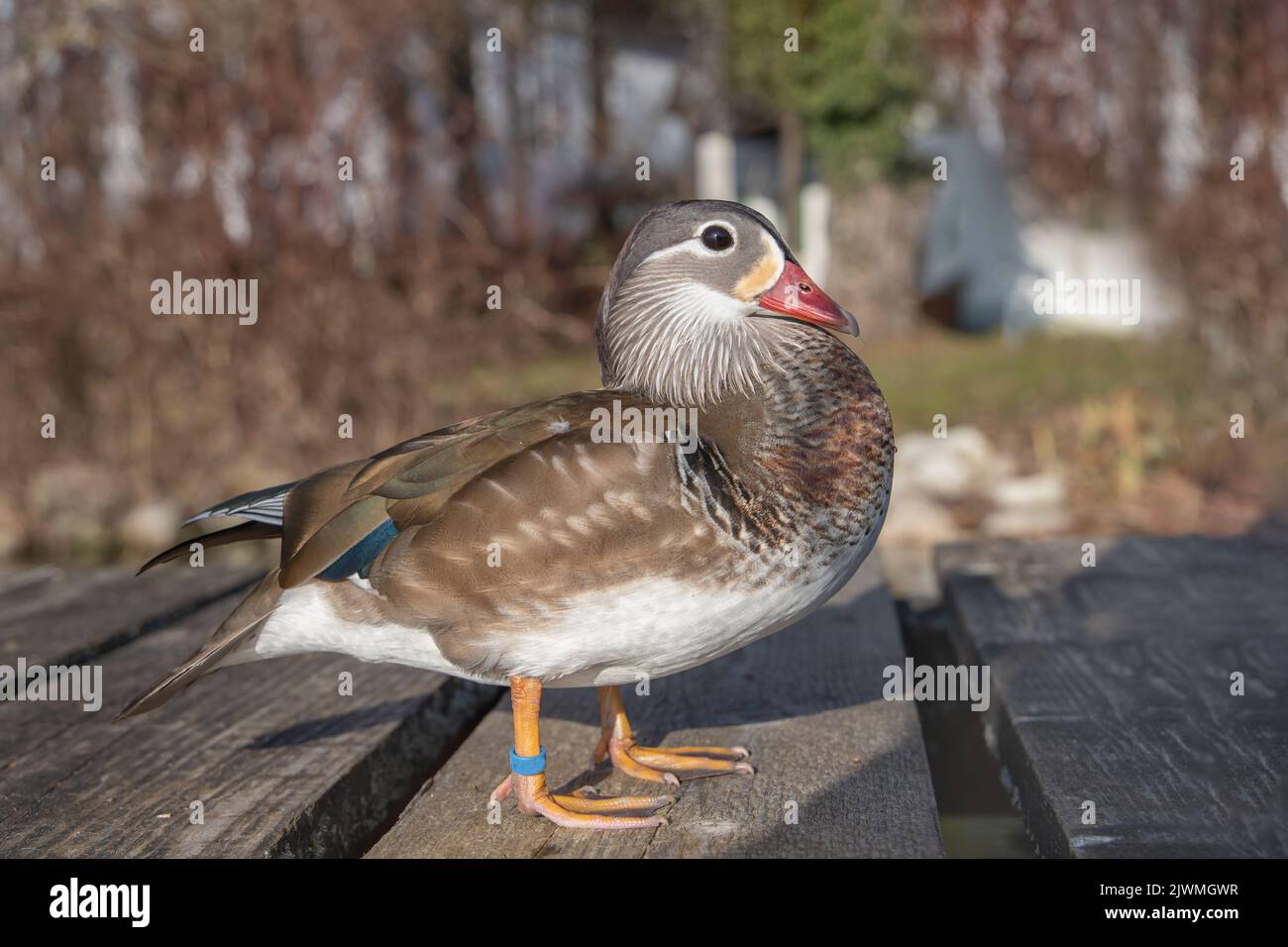 Female mandarin duck (Aix galericulata Stock Photo - Alamy