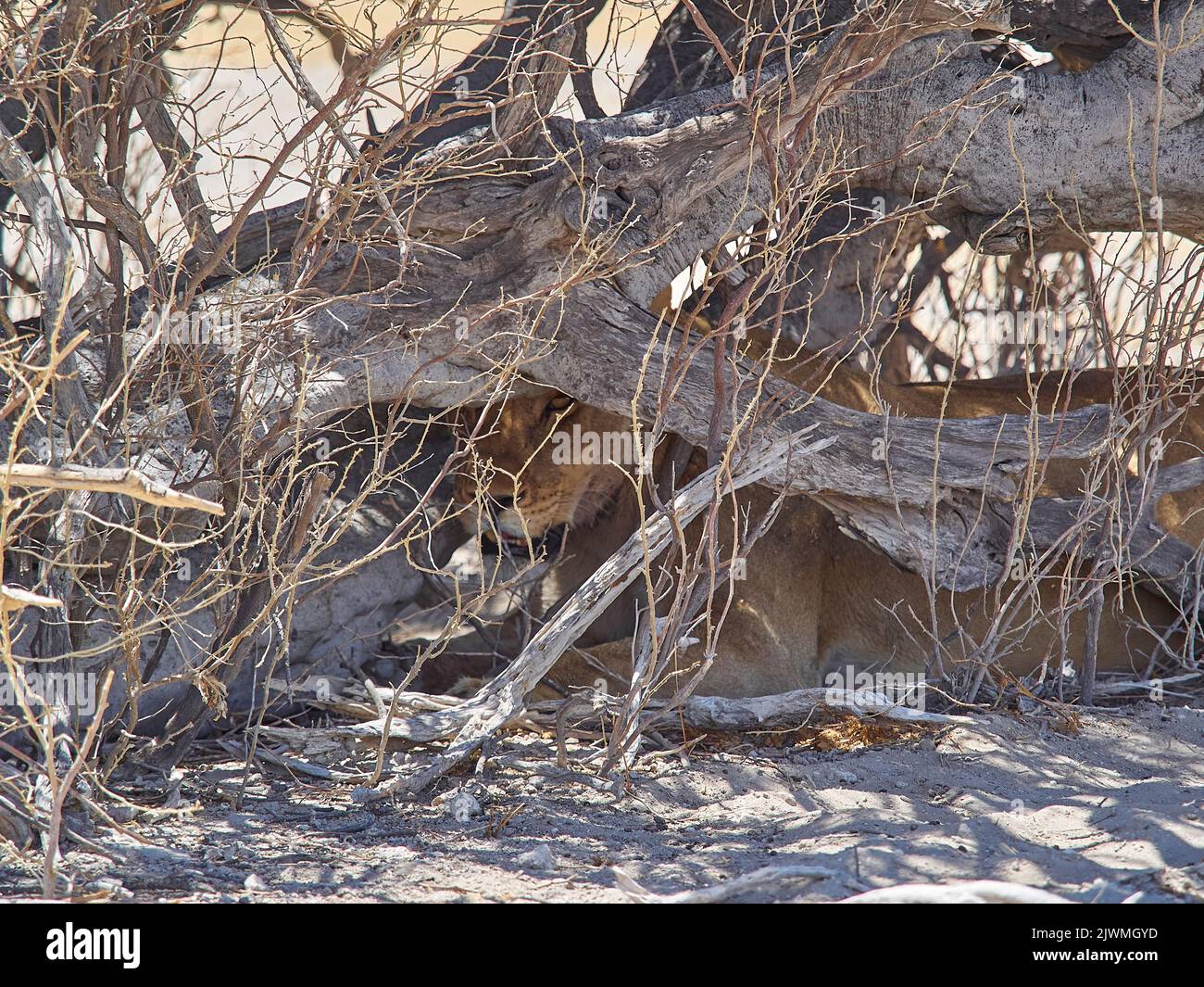 Lonely female lioness hiding underneath a bush of Etosha National Park ...